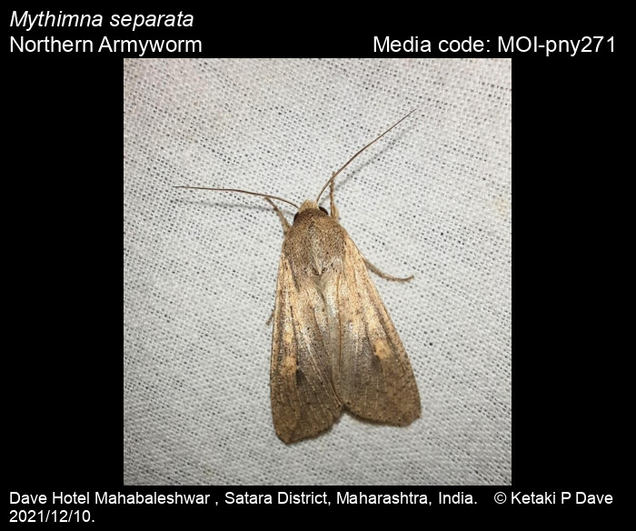 Mythimna separata | Moths